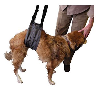 EZ LIFT HARNESS LARGE - Animal Health International, Inc.