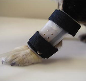 IV CATHETER GUARD EXTRA LARGE - Animal Health International, Inc.